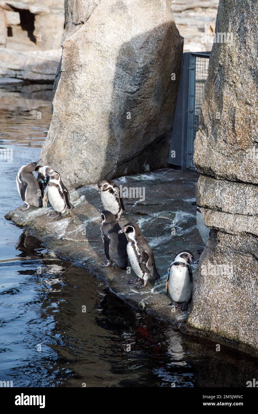 Funny penguins are resting on a rocky shore in the zoo. Penguin in a ...