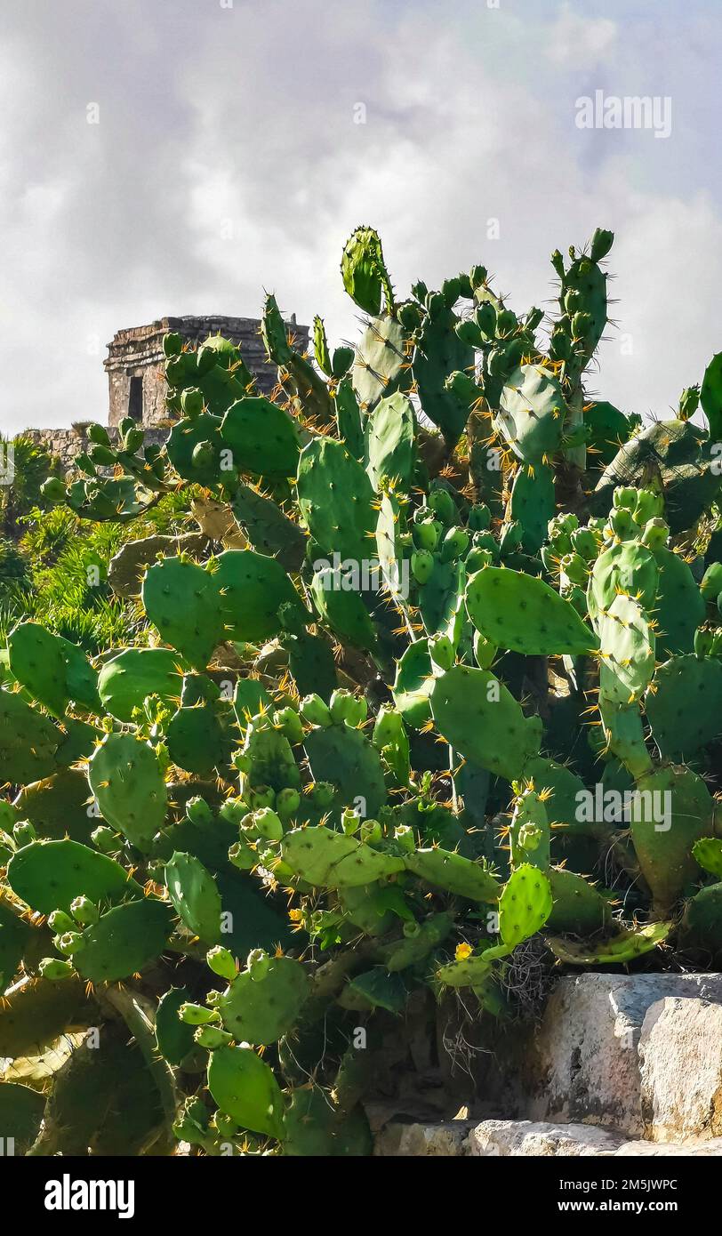 Spiny green cactus cacti plants and trees with spines fruits in Tulum ...