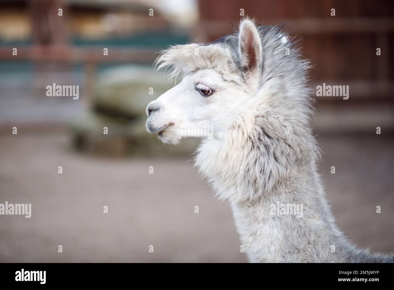 Lama glama, llama in Hellabrunn, Zoo Munich, Germany Stock Photo - Alamy