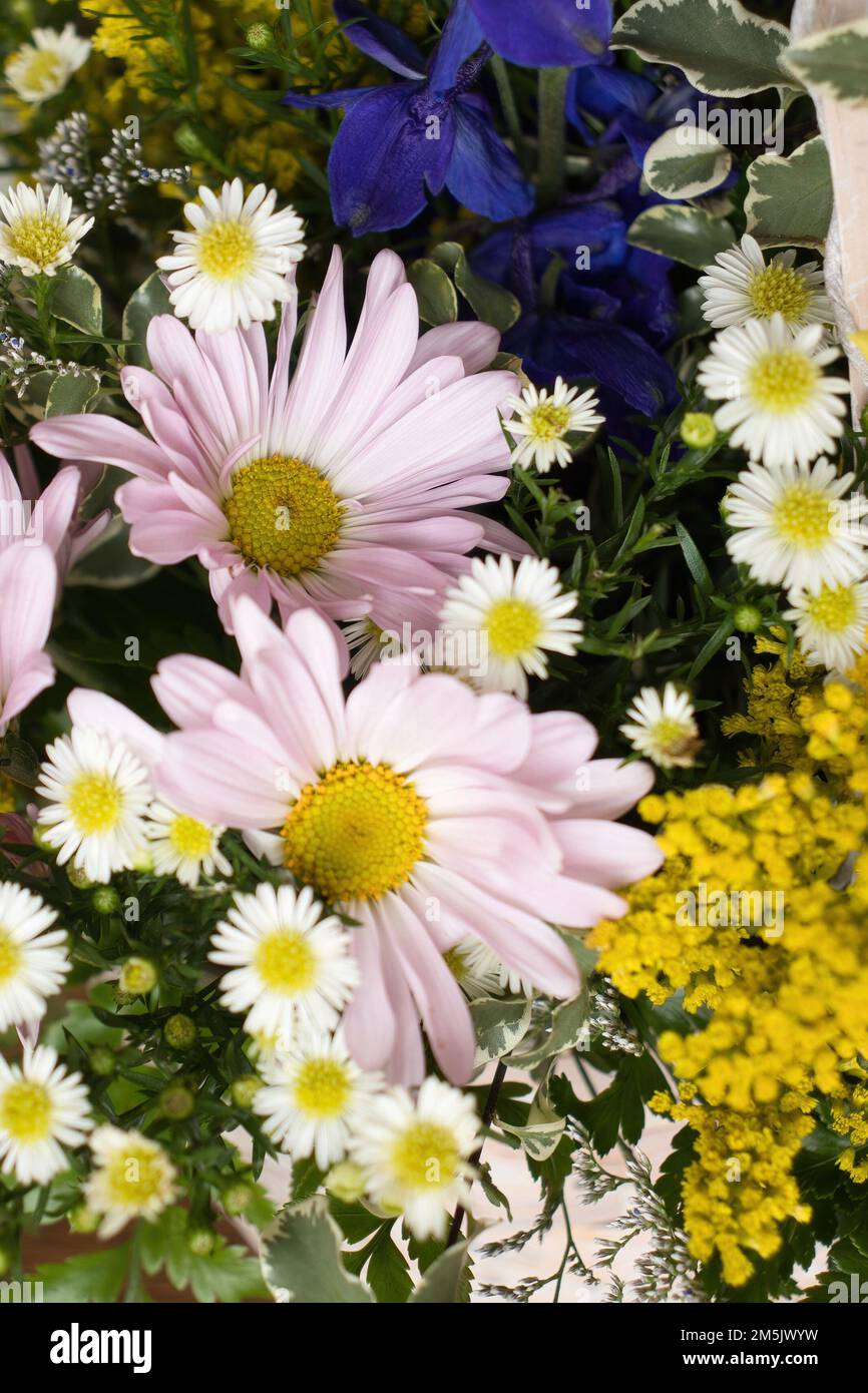 FLowers with soft pink petals and a yellow center surroundec by yellow ...