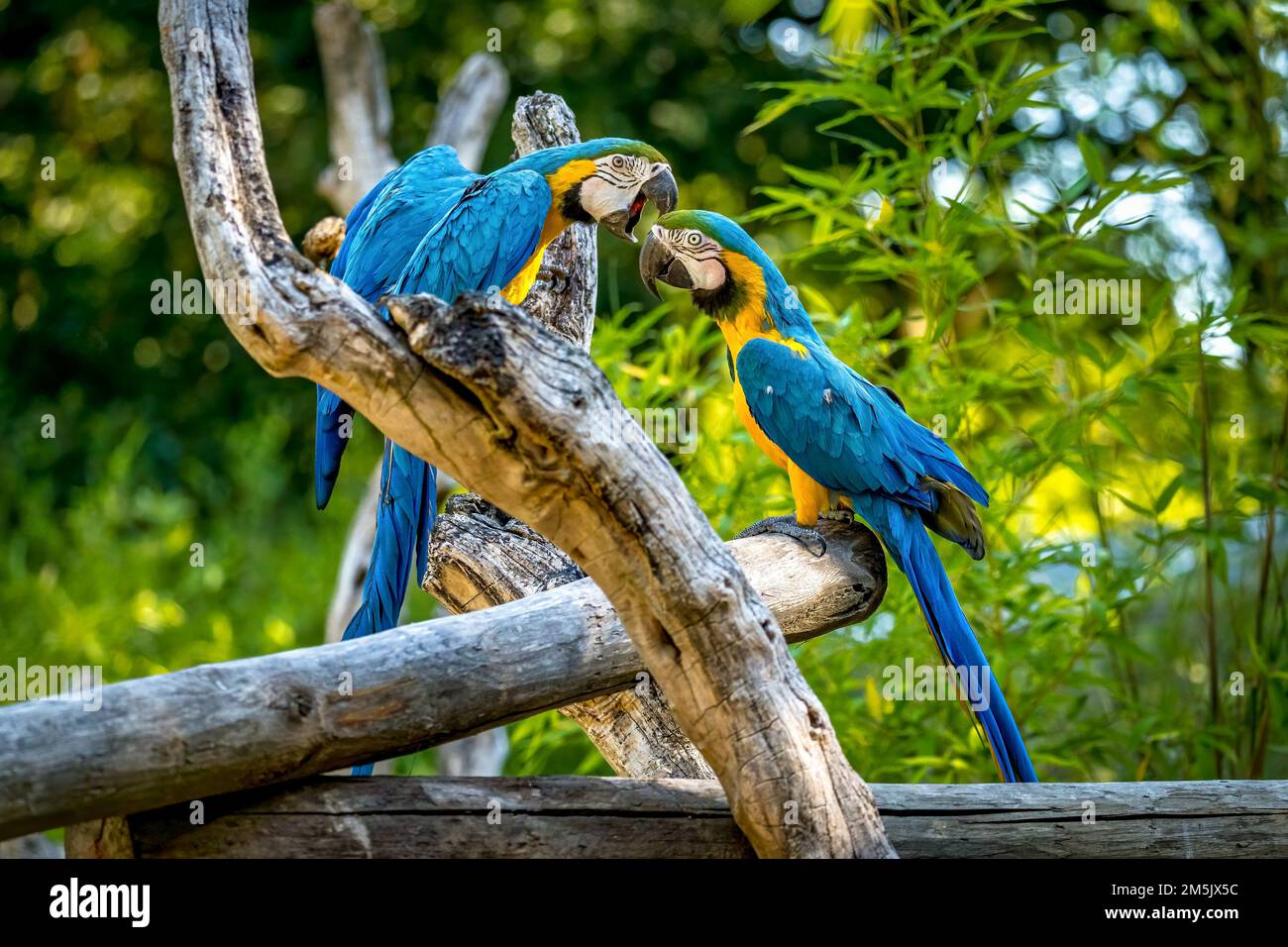 A closeup of a two blue and yellow Macaw parrots fighting with their ...
