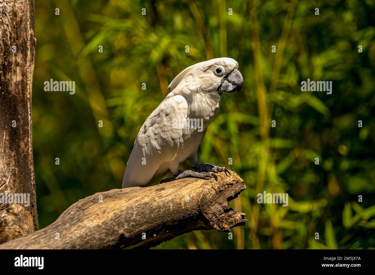 A closeup of a White cockatoo parrot, Cacatua alba perched on a tree ...