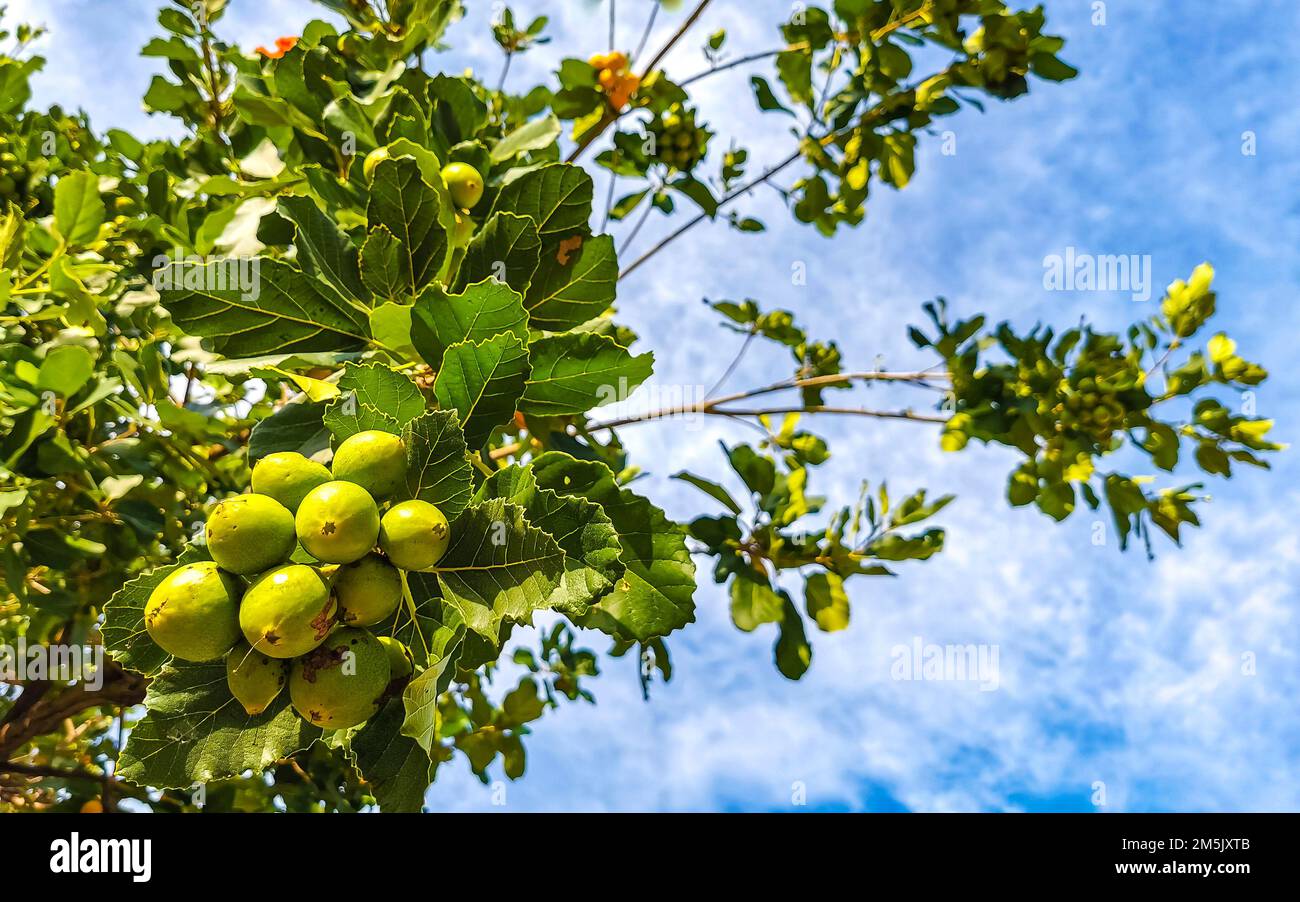 Kou Cordia subcordata flowering tree with orange flowers beach cordia ...