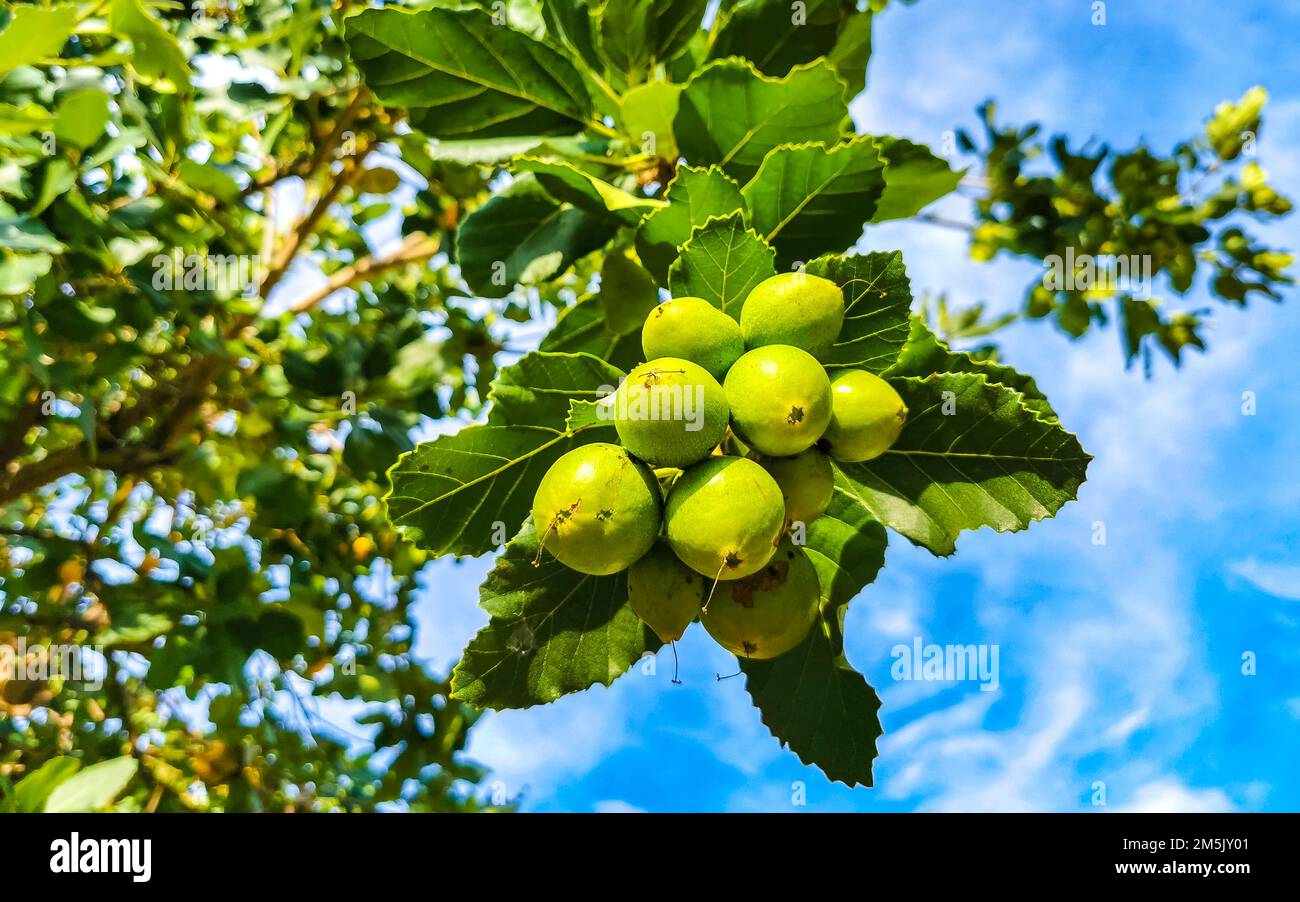 Kou Cordia subcordata flowering tree with orange flowers beach cordia ...