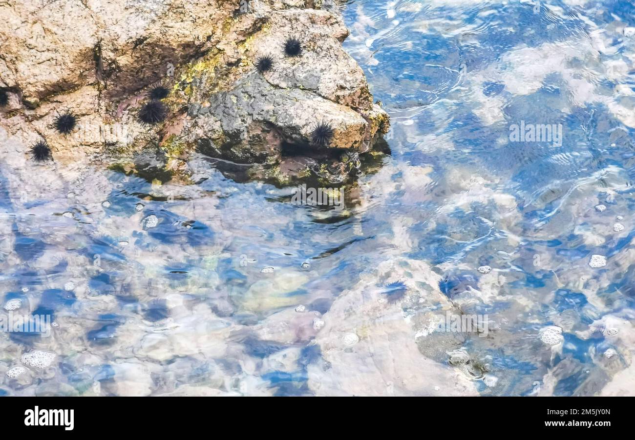 Rocks and stones in water with sea urchins in Zicatela Puerto Escondido ...