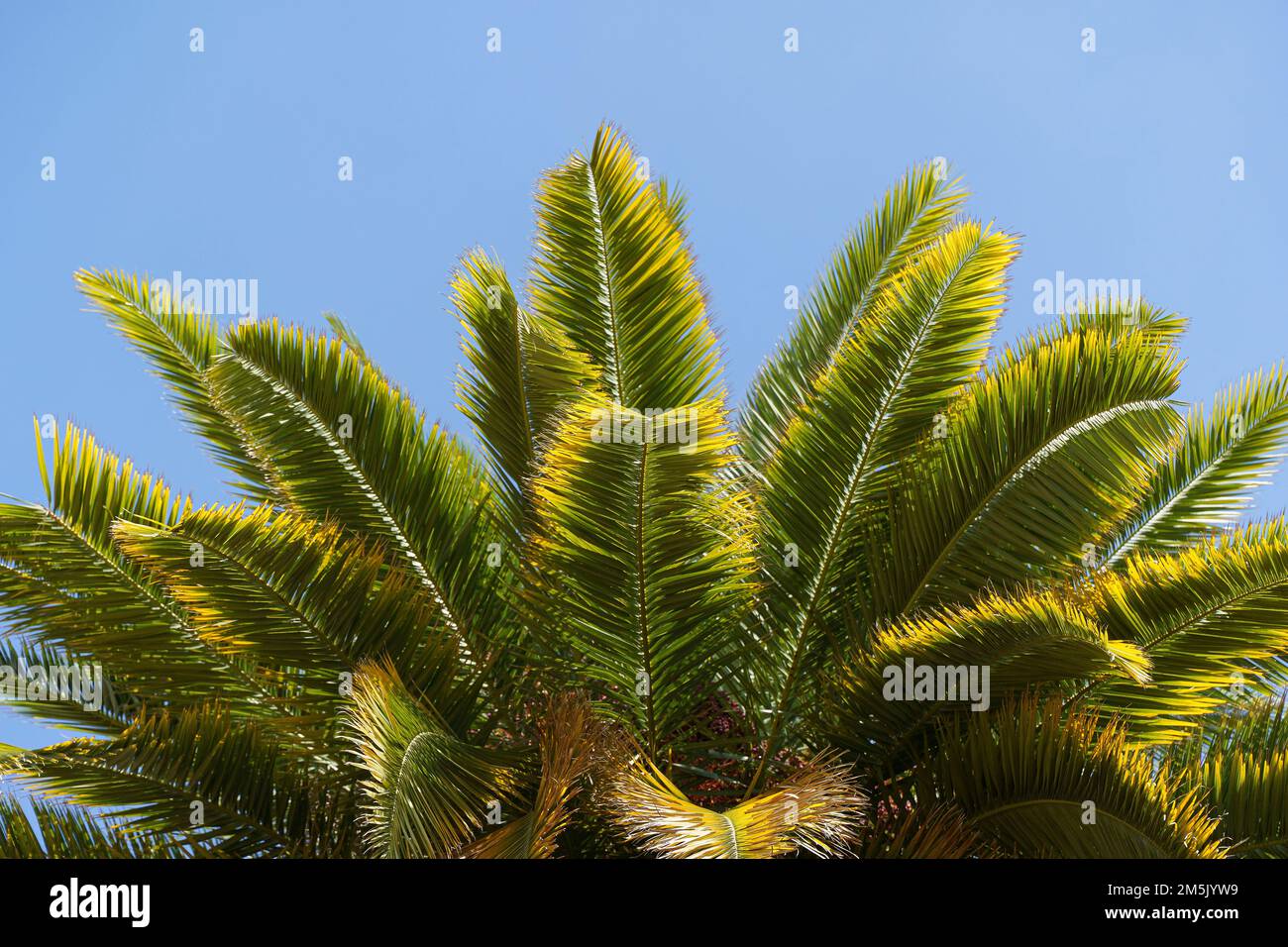 Tropical palm tree with green palm branches against a clear blue sky ...