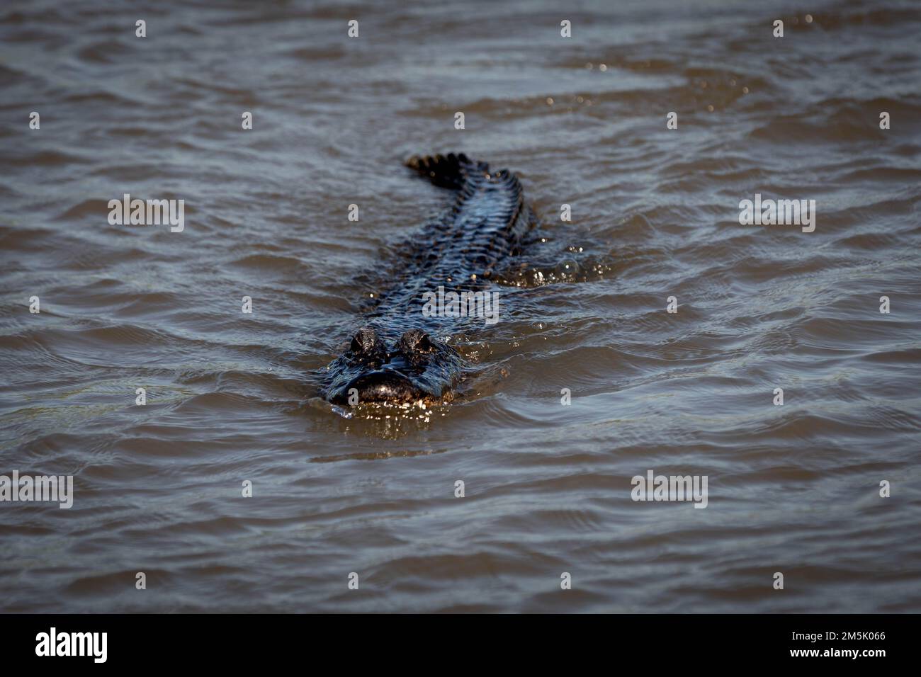 An alligator floating in the lake in Louisiana, United States Stock ...