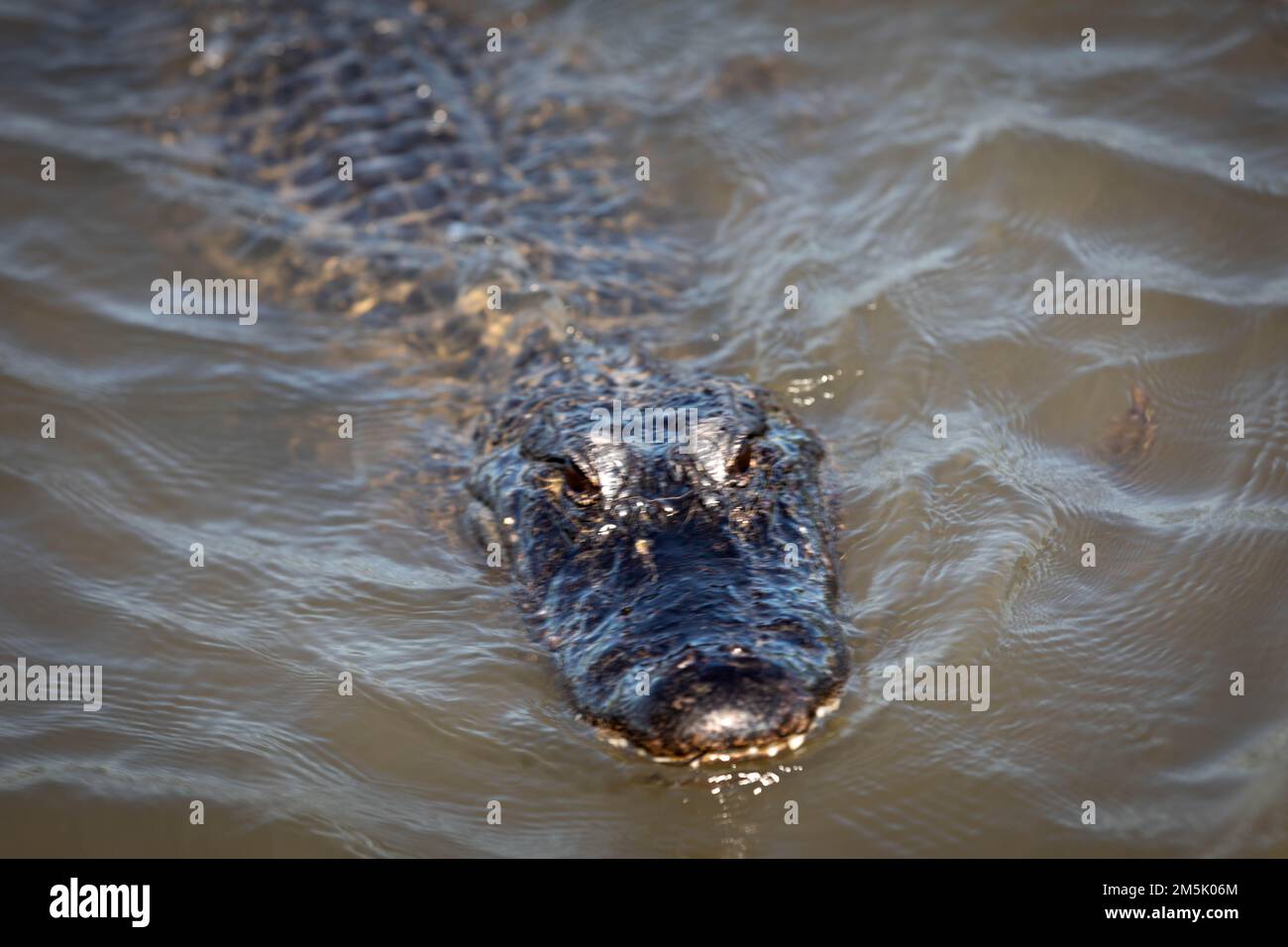 An alligator floating in the lake in Louisiana, United States Stock ...