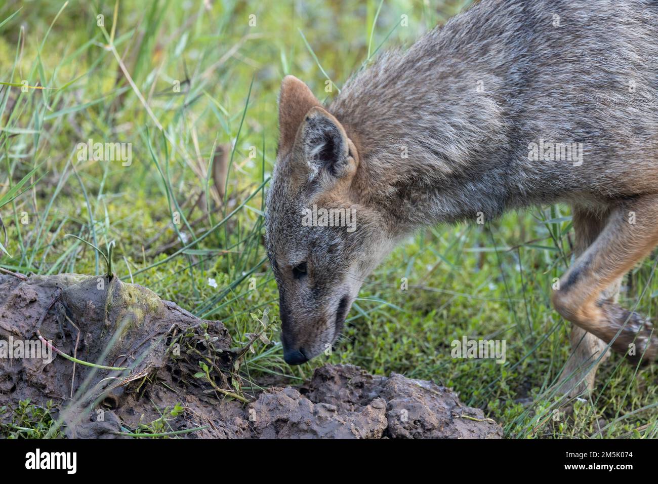 A closeup shot of a common jackal in the field Stock Photo - Alamy