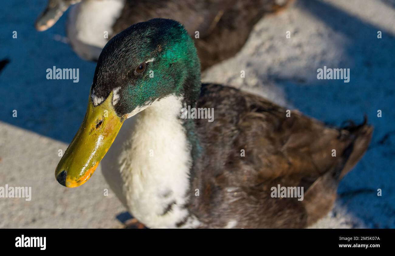 Ducks in the sun Stock Photo - Alamy