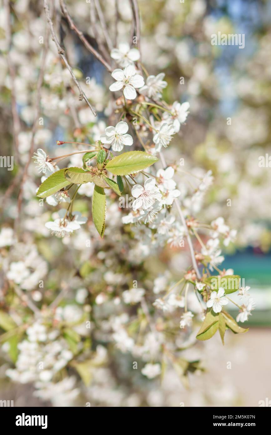 Blooming cherry branches with white flowers close-up, background of ...
