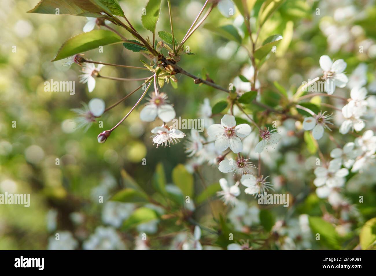 Blooming cherry branches with white flowers close-up, background of ...