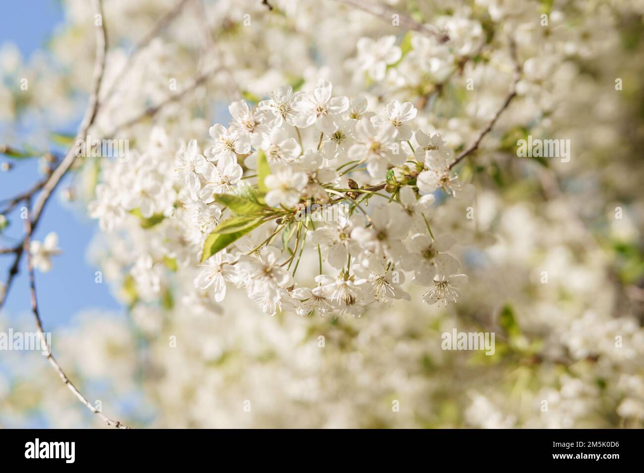 Blooming cherry branches with white flowers close-up, background of ...