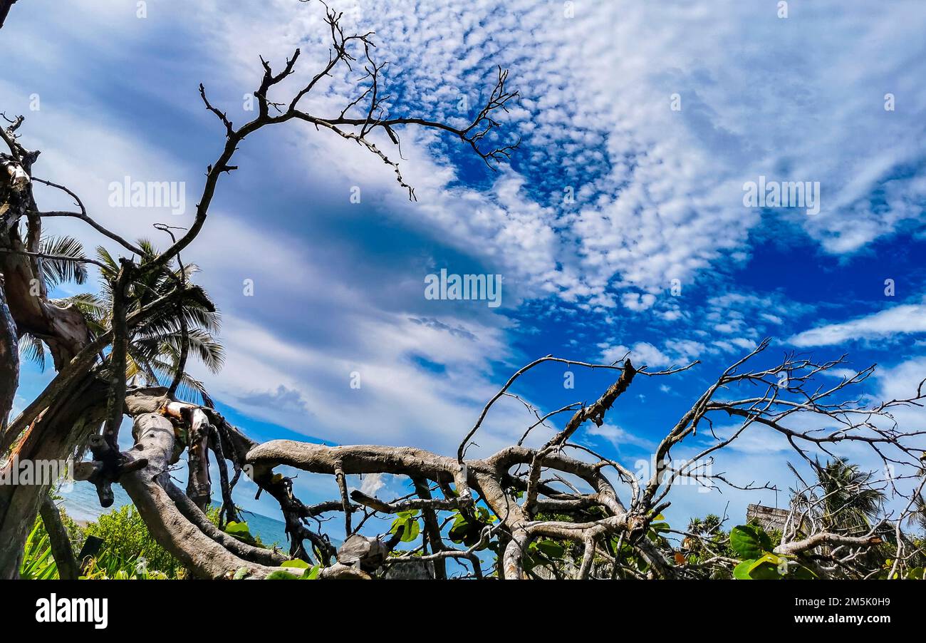 Nature walking path in tropical natural jungle forest palm trees at the ...