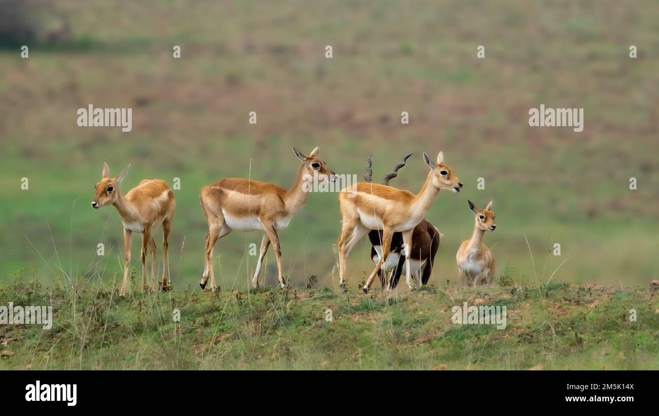 A group of blackbuck (Antilope cervicapra), also known as the Indian ...