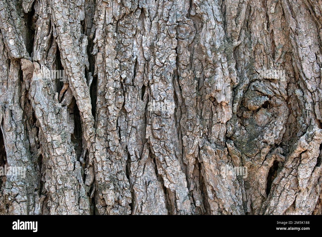 Weathered texture hi-res stock photography and images - Alamy