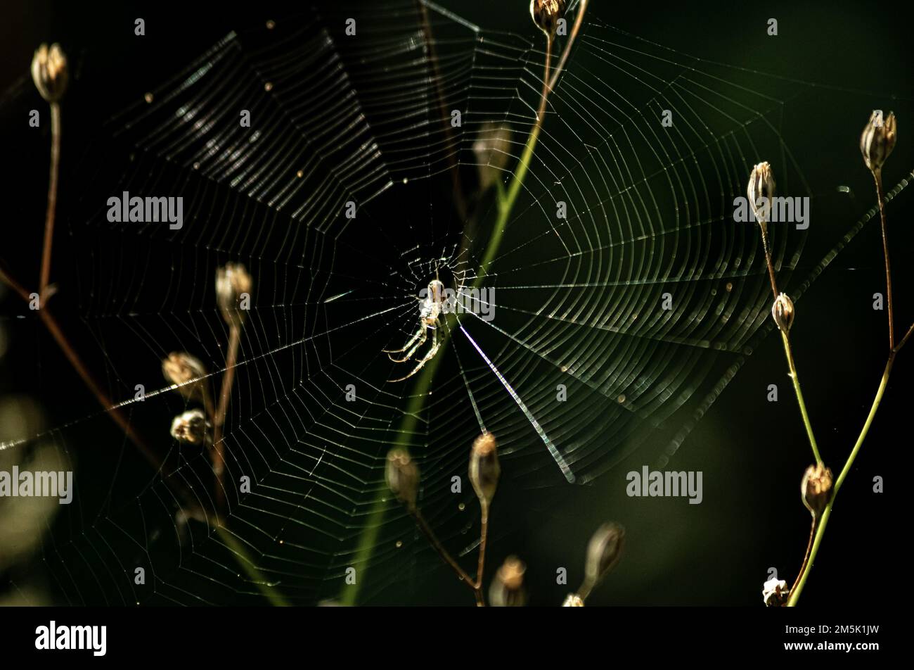 Spider and web making hi-res stock photography and images - Alamy