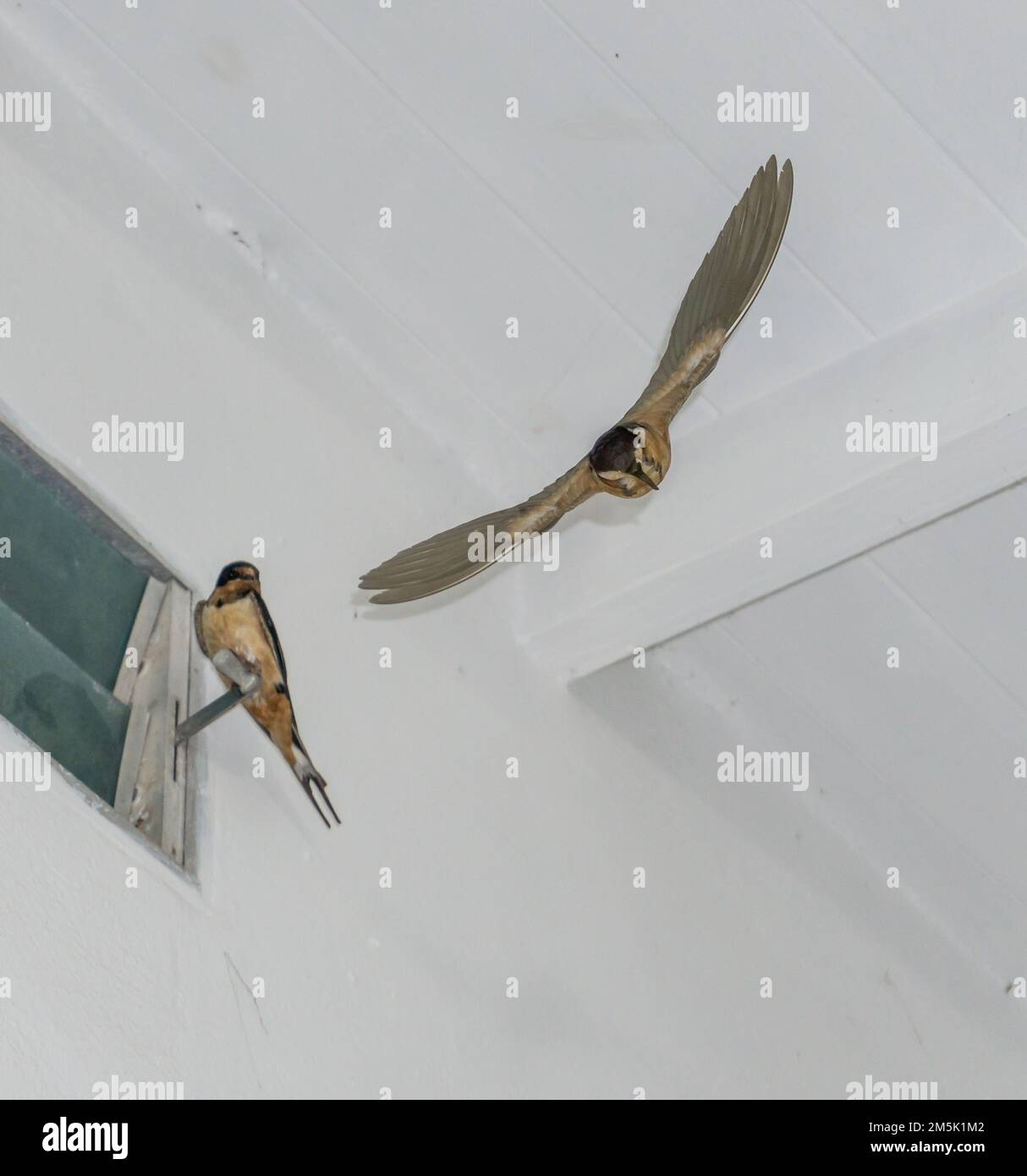 Two birds trapped inside a room, with one flying searching an exit ...