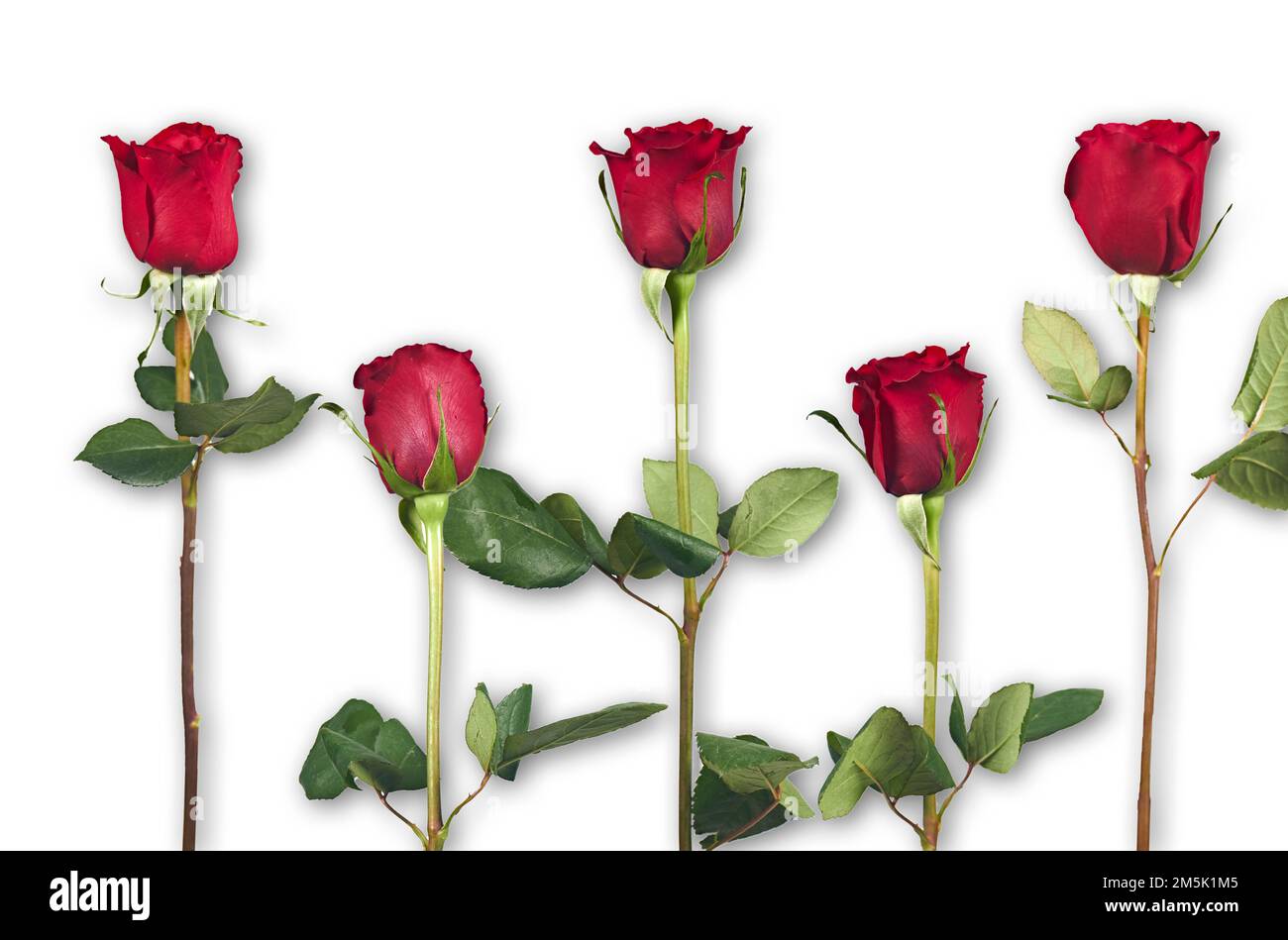 Valentine's Day. Flowers composition. Round frame made of rose flowers ...