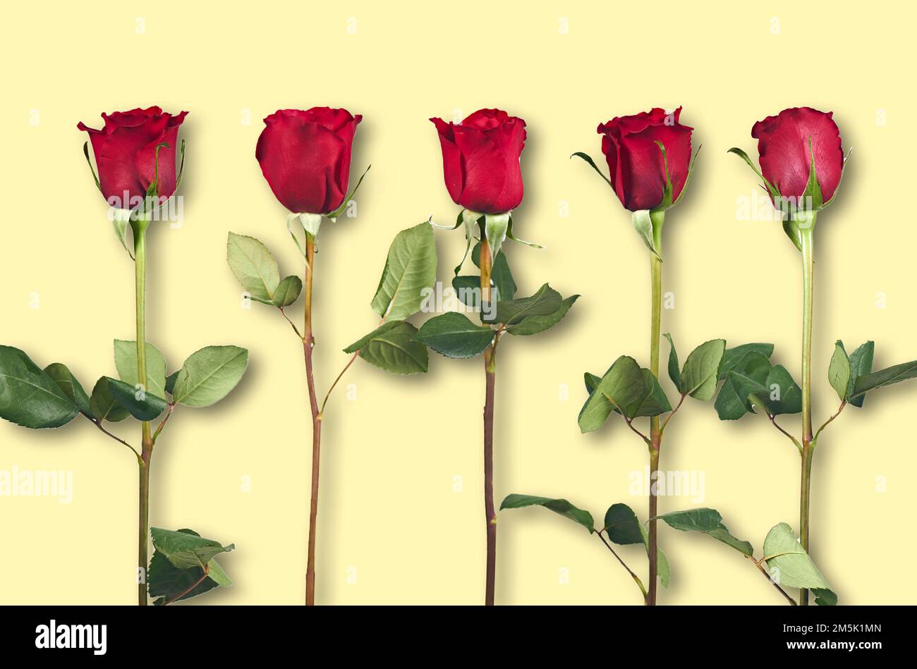 Valentine's Day. Flowers composition. Round frame made of rose flowers ...