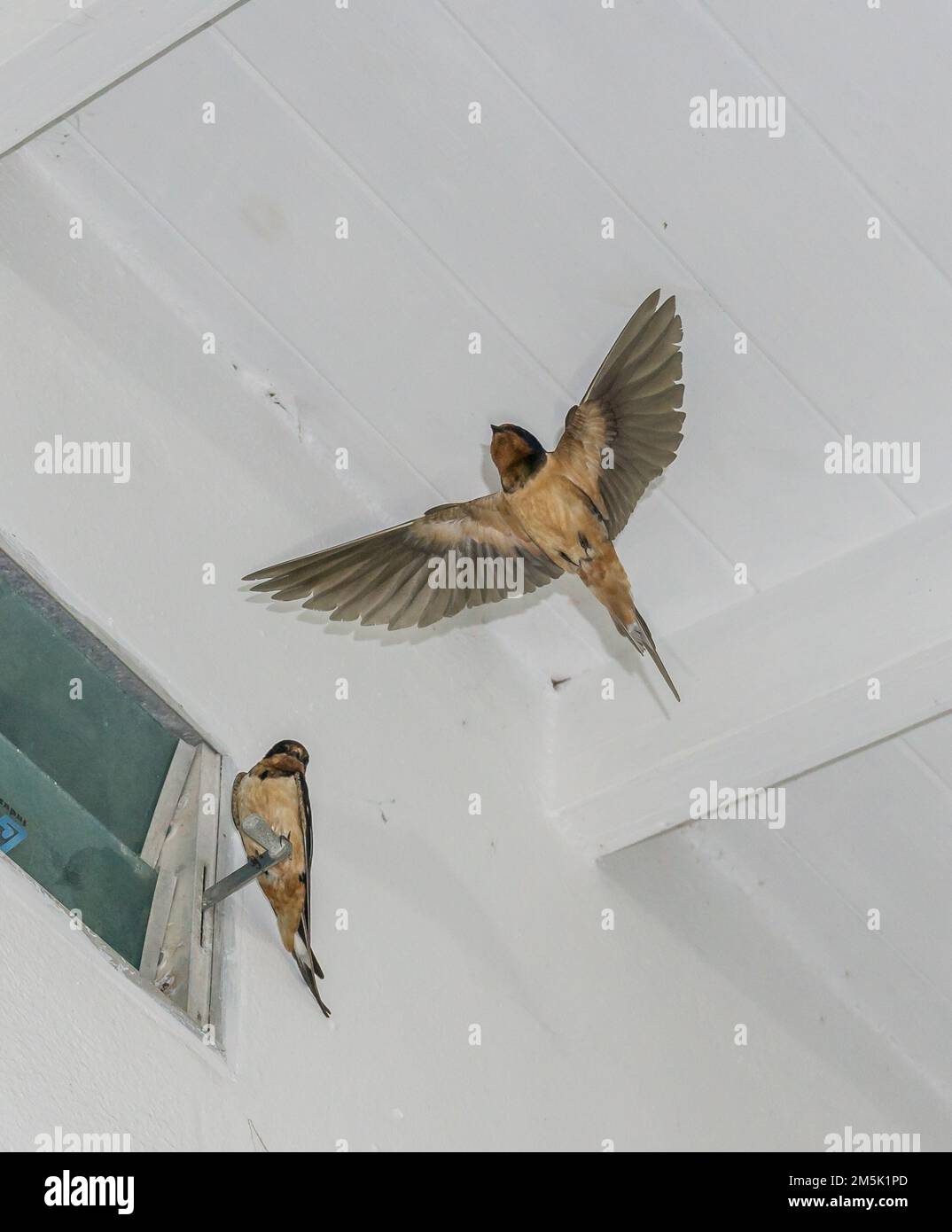 Two birds trapped inside a room, with one flying searching an exit ...