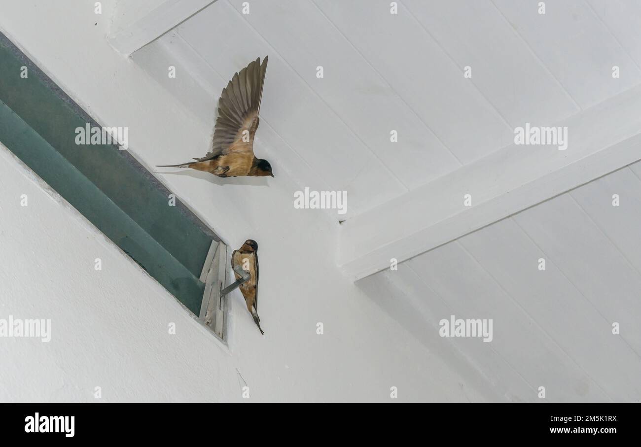 Two birds trapped inside a room, with one flying searching an exit ...