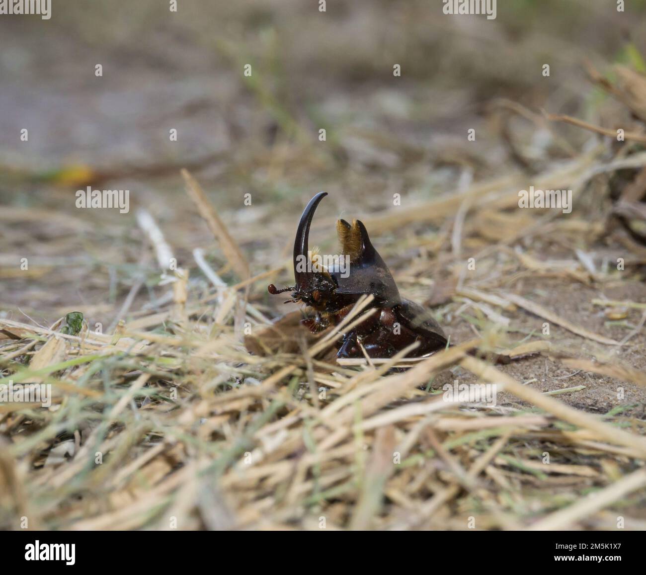 Diloboderus hi-res stock photography and images - Alamy