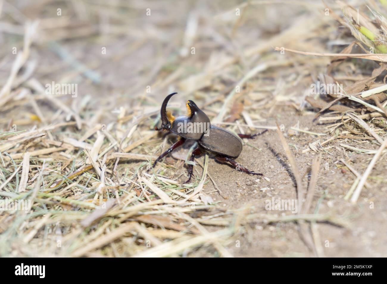 Diloboderus hi-res stock photography and images - Alamy