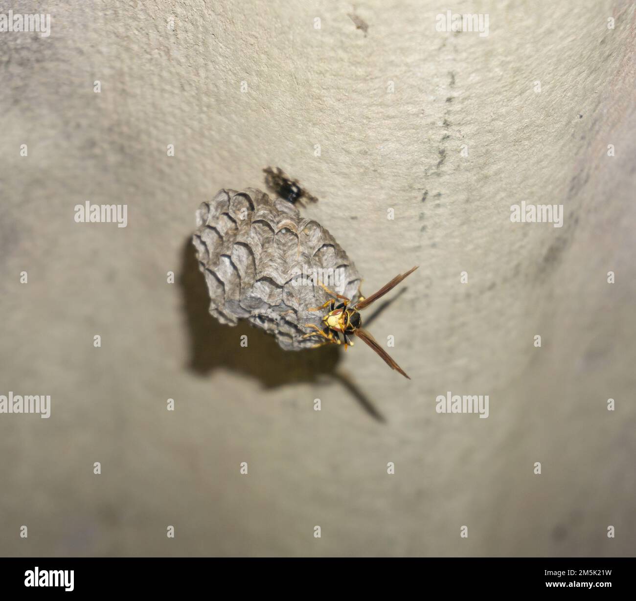 Cells wasp hive hi-res stock photography and images - Alamy