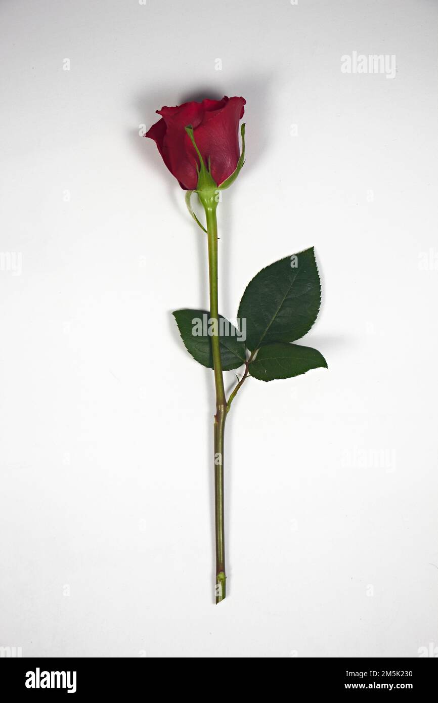 Valentine's Day. Flowers composition. Round frame made of rose flowers ...