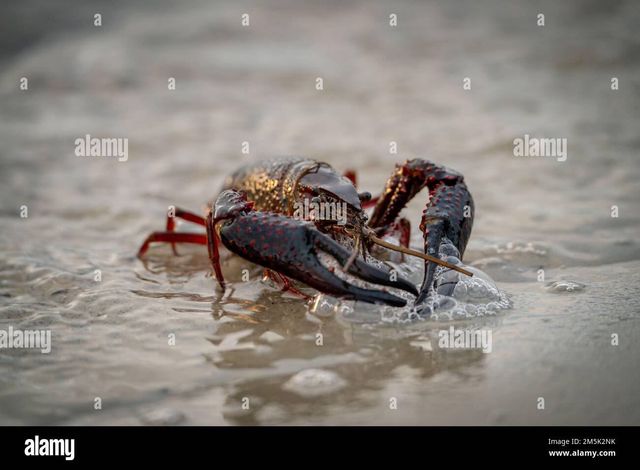 A crayfish in the wet sandy beach with blur background, closeup shot ...