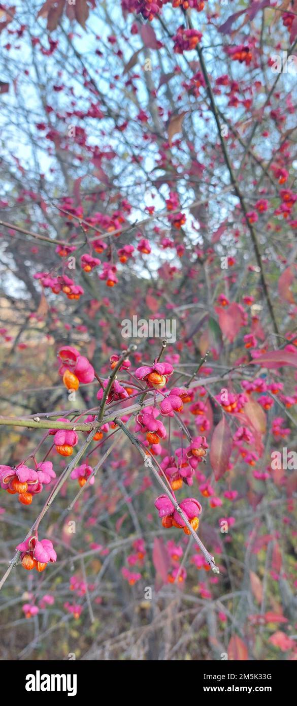 A beautiful branch of a spindle tree with small flowers in a forest ...