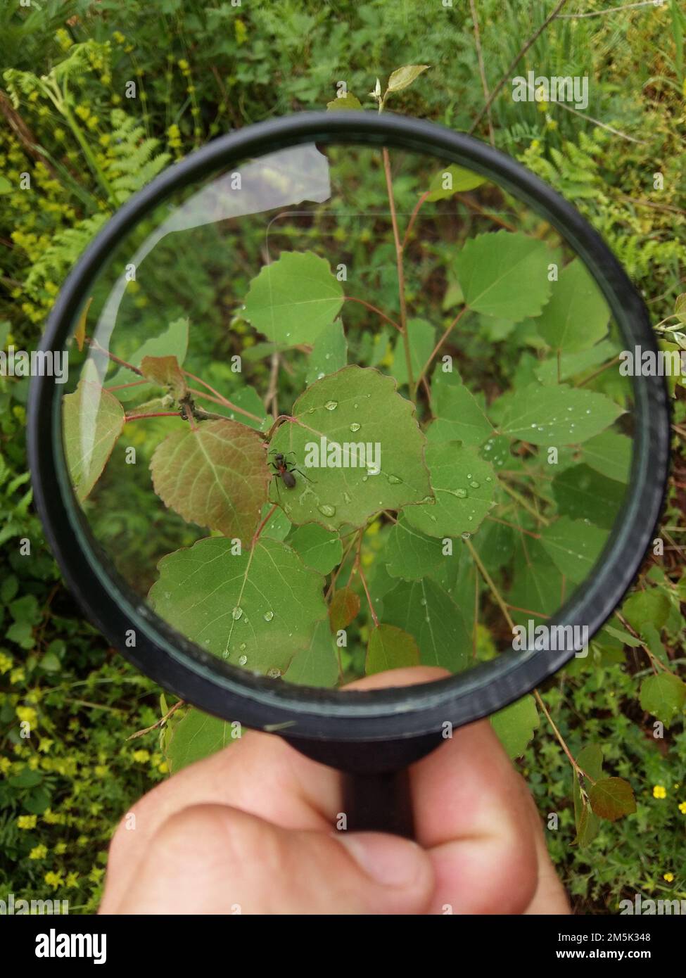 A closeup of an ant on the leaf from magnifying glass Stock Photo - Alamy