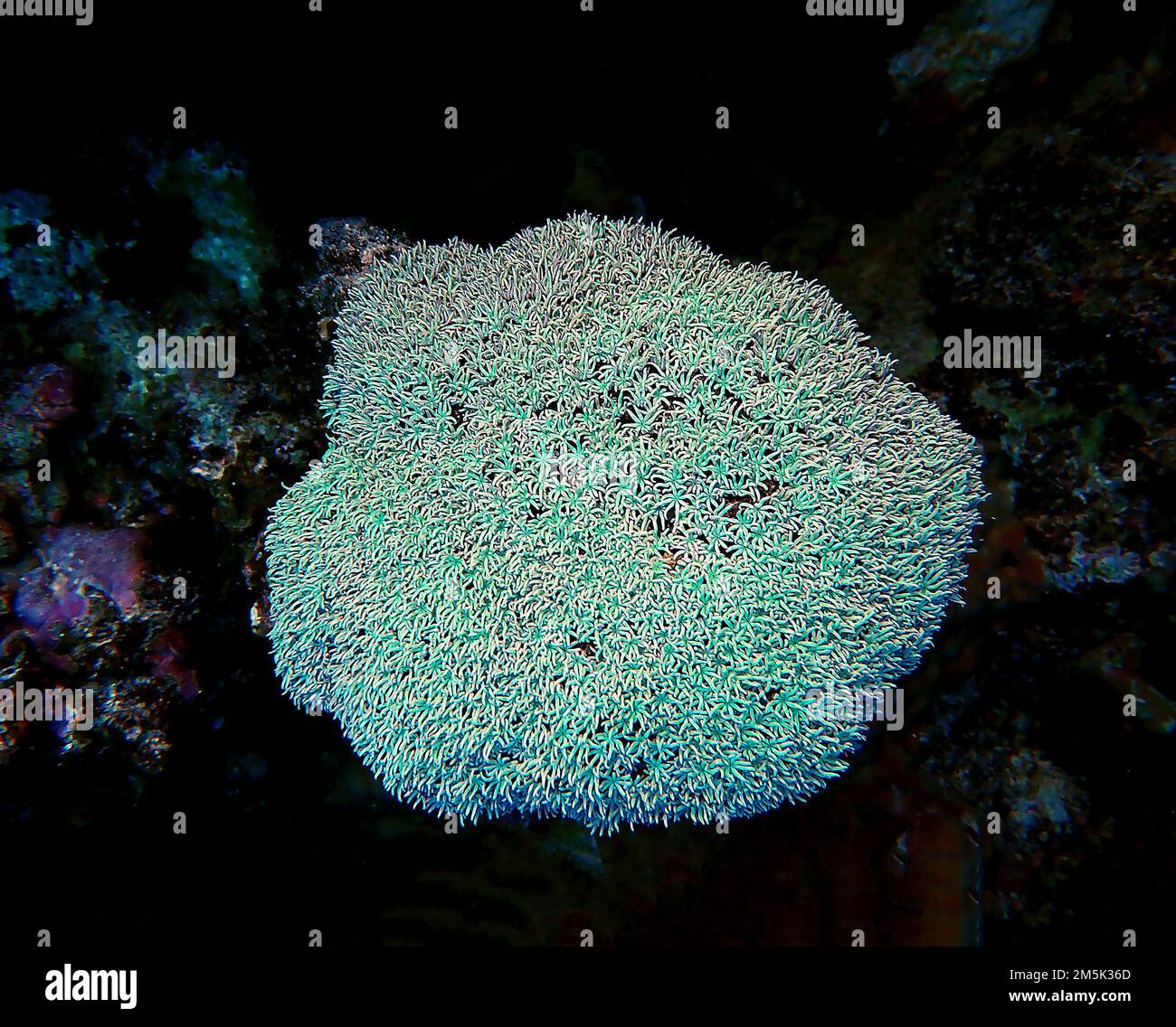 Organ pipe coral hi-res stock photography and images - Alamy