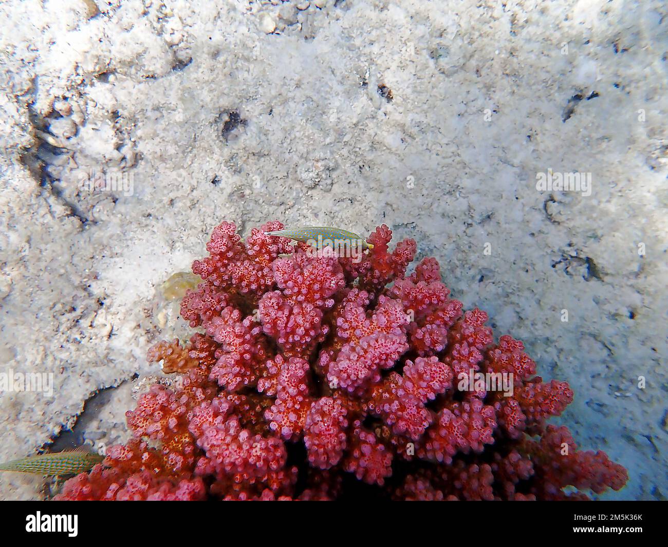 Pocillopora stony coral (sps) hi-res stock photography and images - Alamy