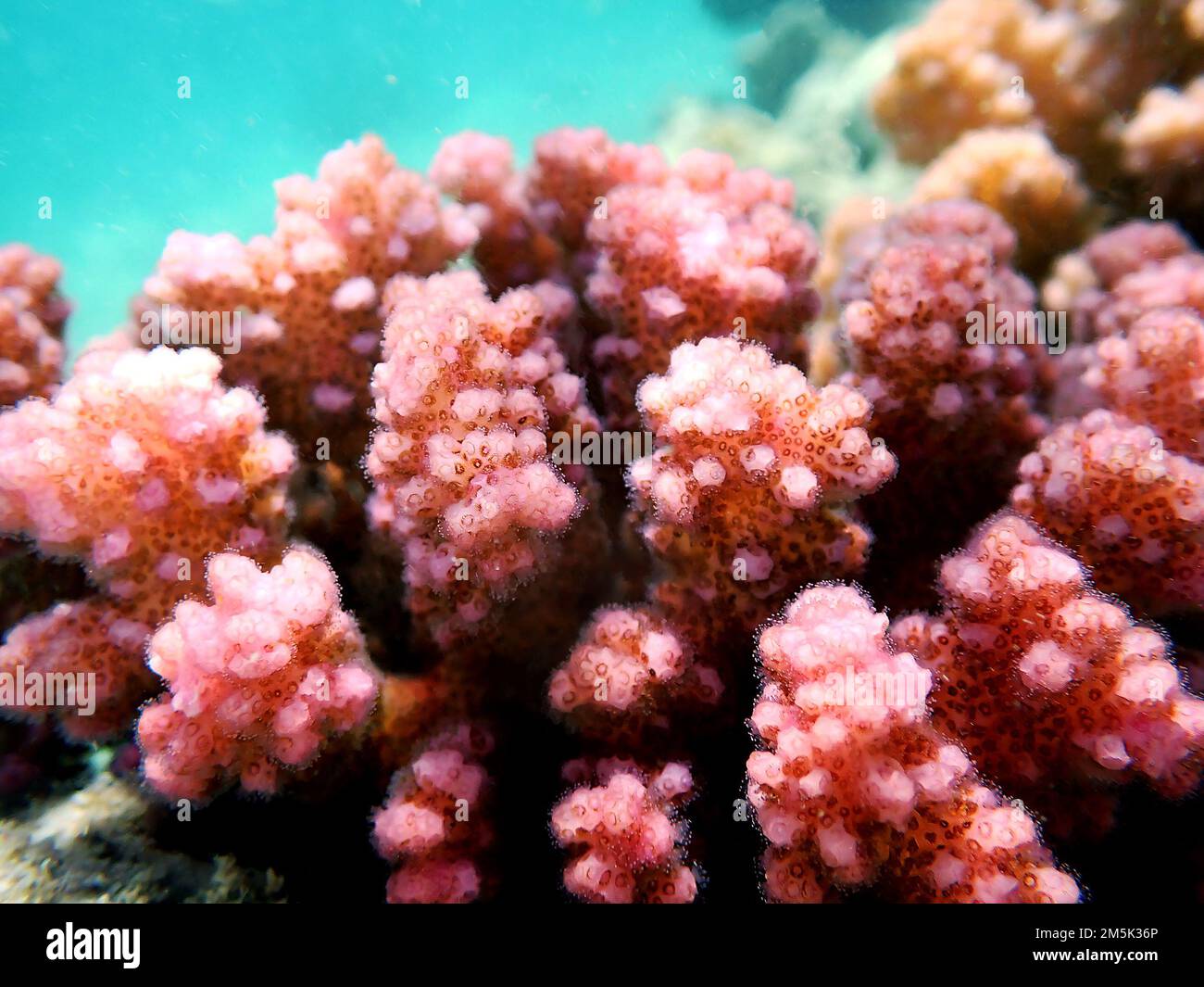 Underwater scene of Pocillopora damicornis SPS coral Stock Photo - Alamy