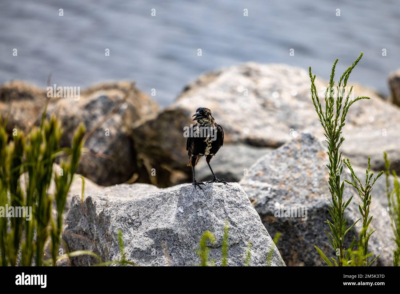 A bird on a rock at the Outer Banks NC Stock Photo - Alamy