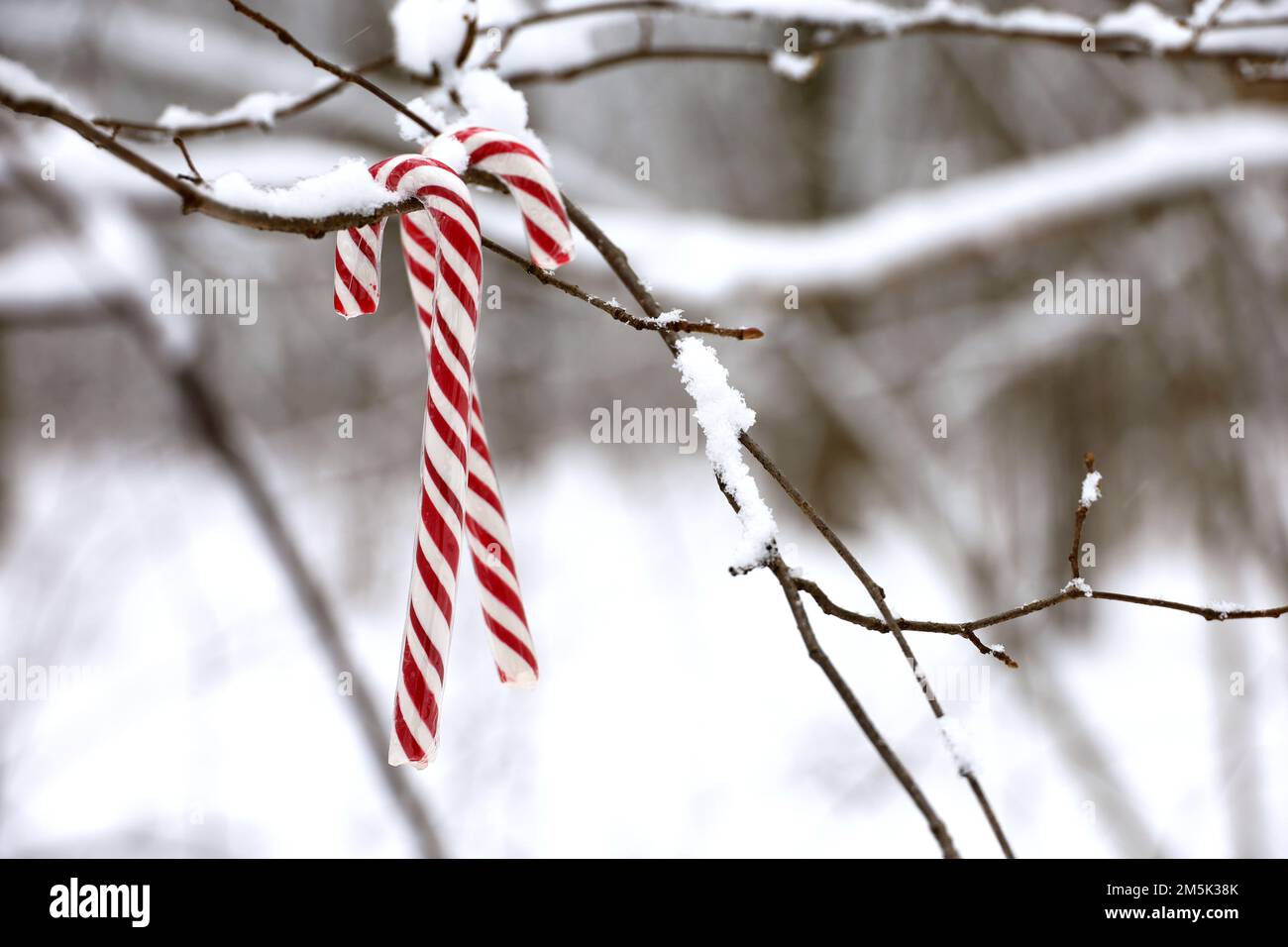 Candy canes hanging on a tree branch covered with snow. Fairy winter ...