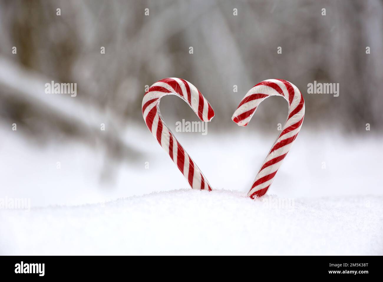 Two candy canes on the snow in winter forest. Background for New Year ...