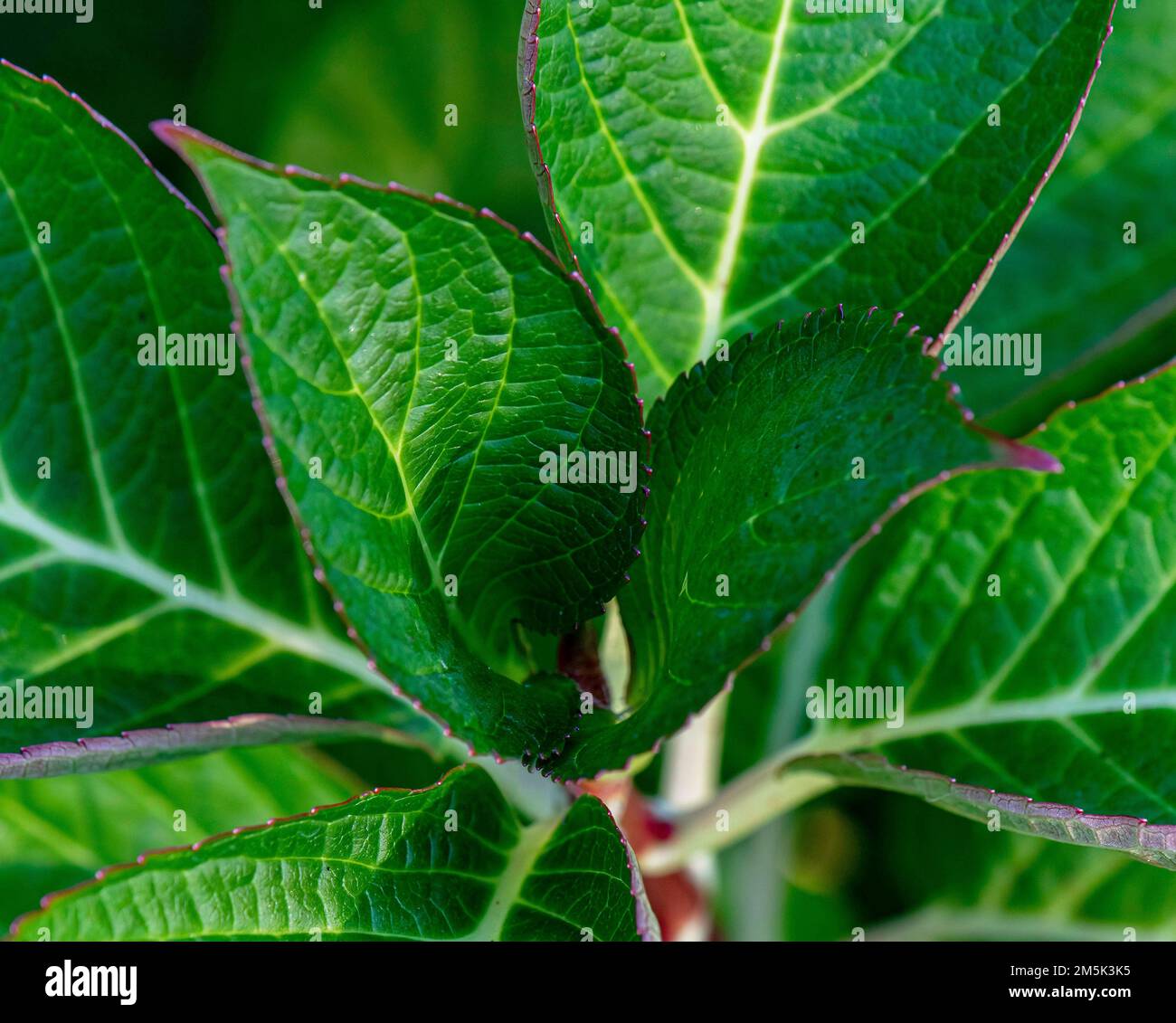 A close up of a green plant leaves Stock Photo - Alamy