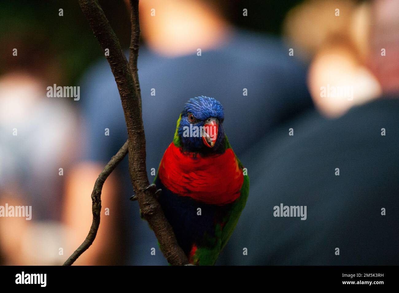 A closeup of a cute Loriini parrot on a tree branch in a garden Stock ...