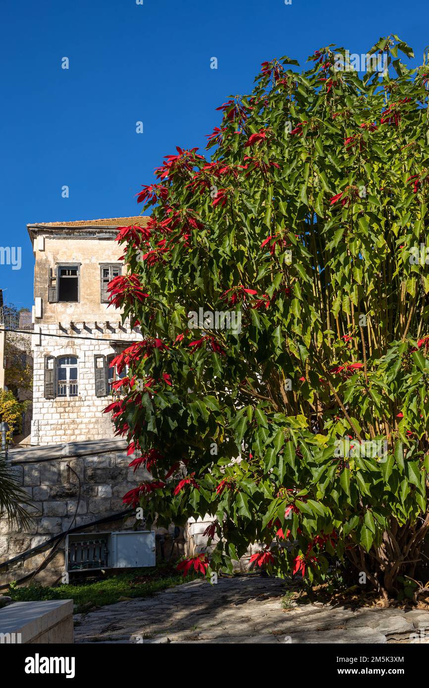 Large bush of poinsettia against the backdrop of the old city of ...