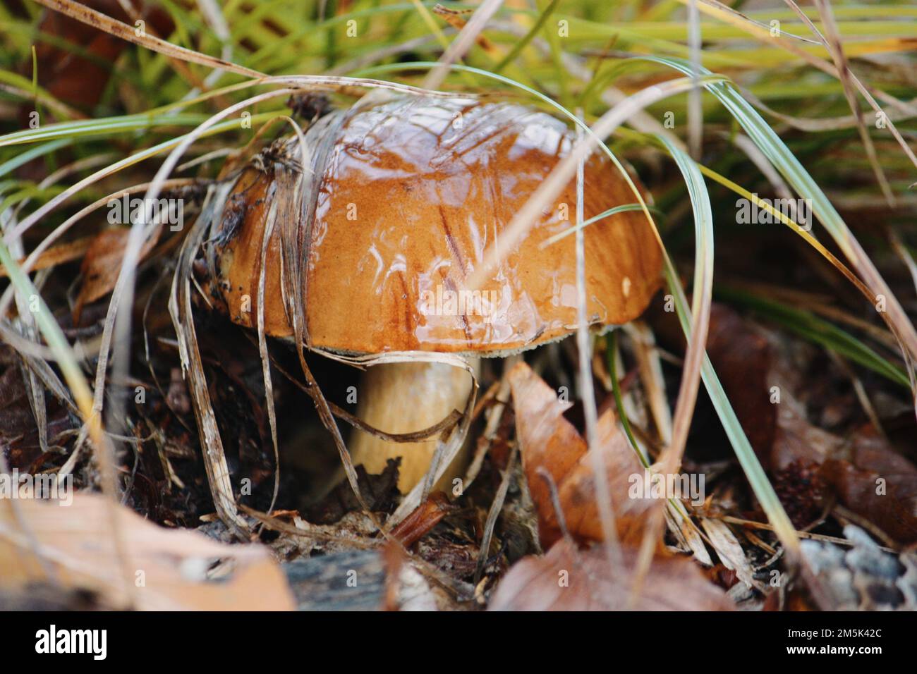 The close-up view of Suillus luteus mushroom growing in a foliage Stock ...