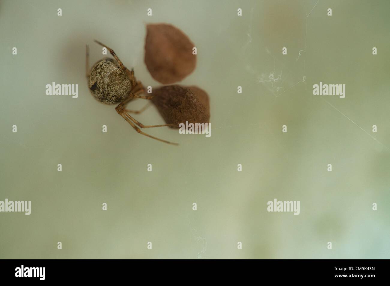 A closeup shot of the domestic spider with its web Stock Photo - Alamy