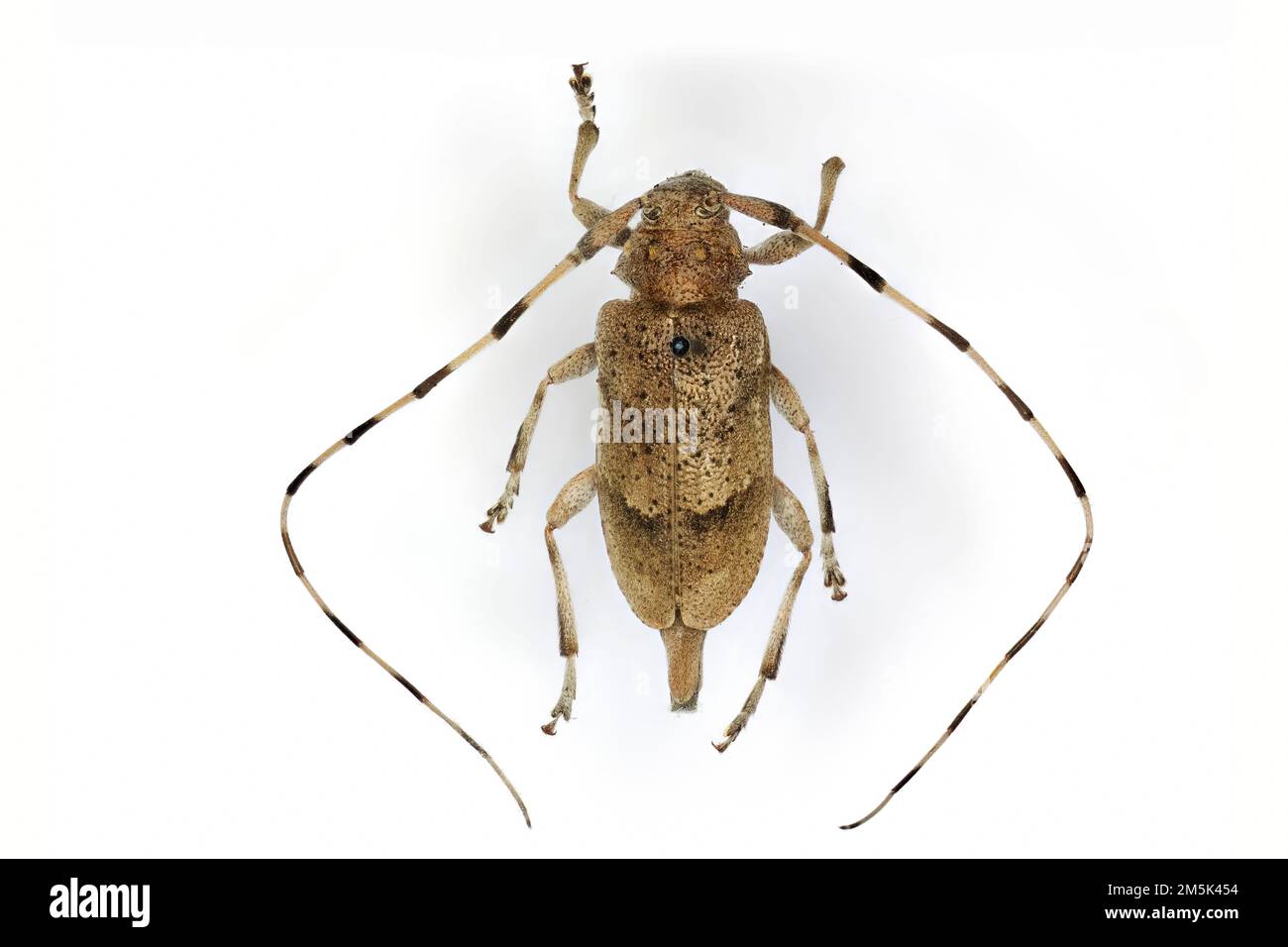 Timberman beetle (Acanthocinus aedilis) is a species of beetle ...