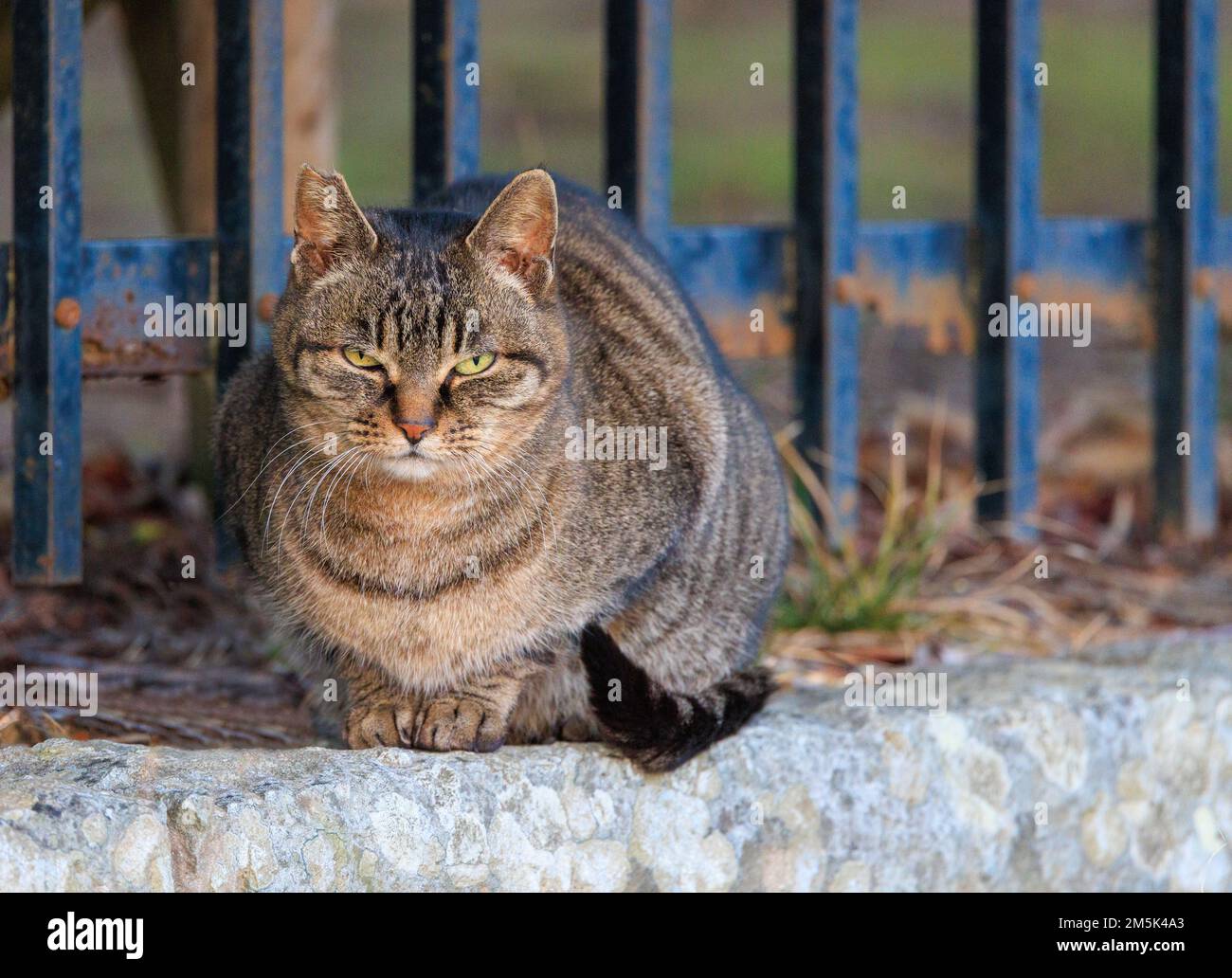 Cat guard hi-res stock photography and images - Alamy
