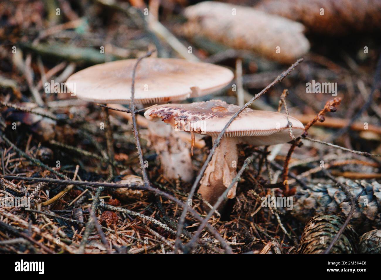 The high-angle close-up view of Death cap mushrooms growing in a forest ...