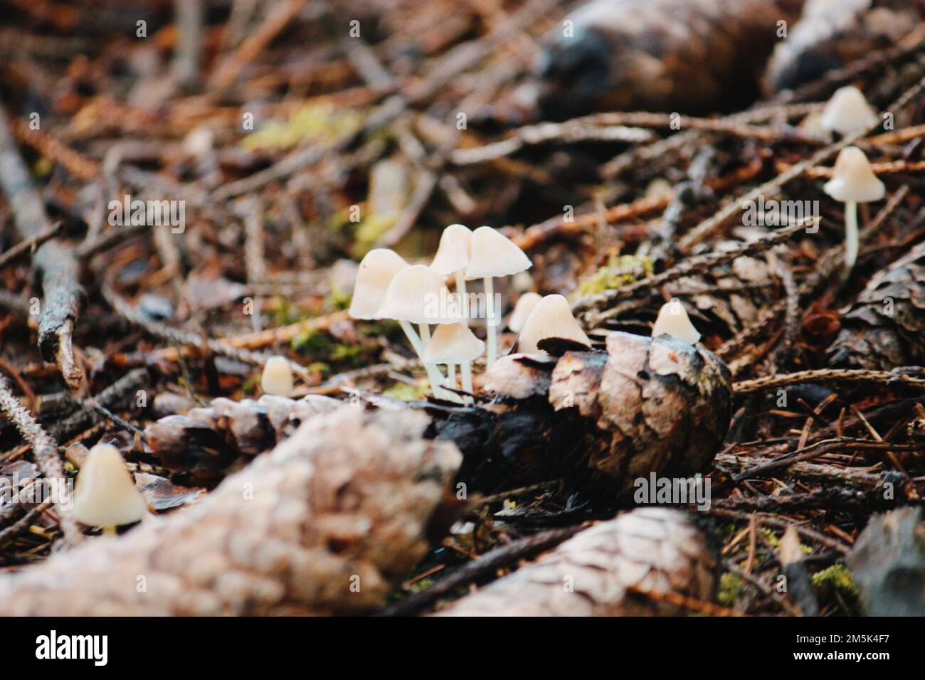 The high-angle view of Mycena galopus mushrooms growing in a forest ...