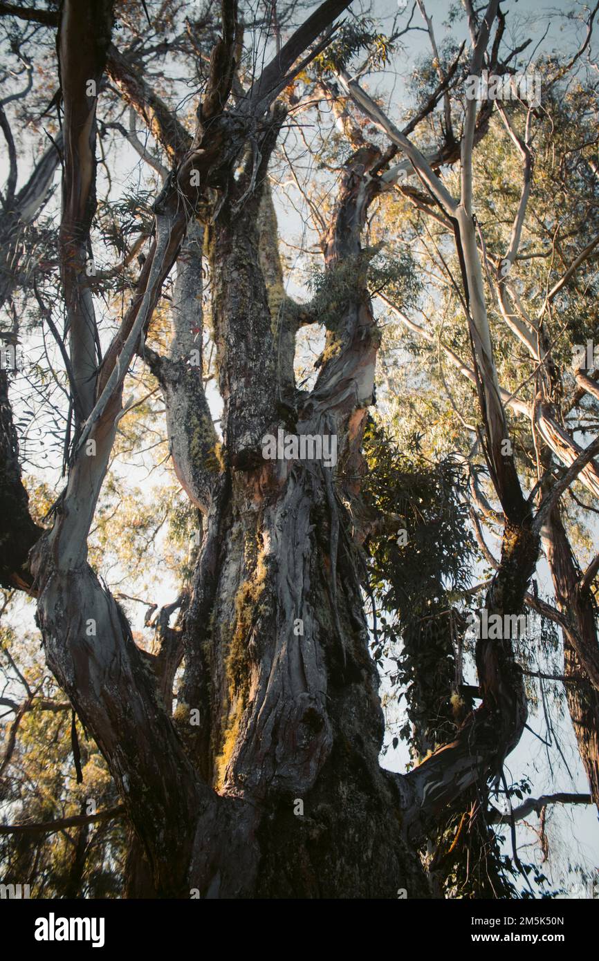 A vertical low-angle shot of a tree in a park Stock Photo - Alamy