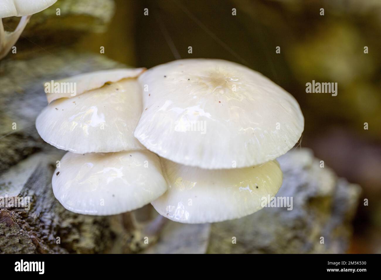 A macro shot of a cluster of Oudemansiella mucida mushroom, growing on ...